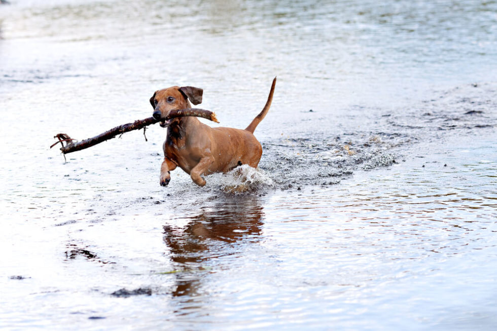 Things You Didn't Know About the Dachshund - April 2021