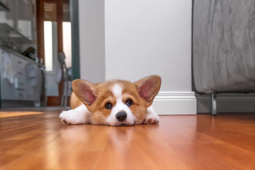 130+ Brilliant Ideas for Corgi Names - Ideas for Your Corgi