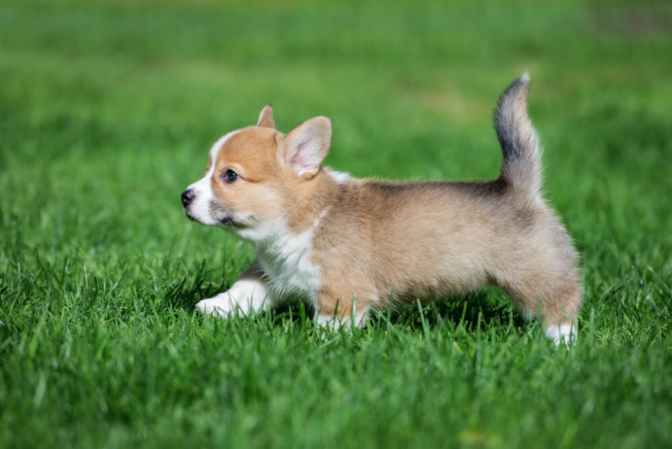 Why Do Some Corgis Have Long Tails? The Truth About Corgis