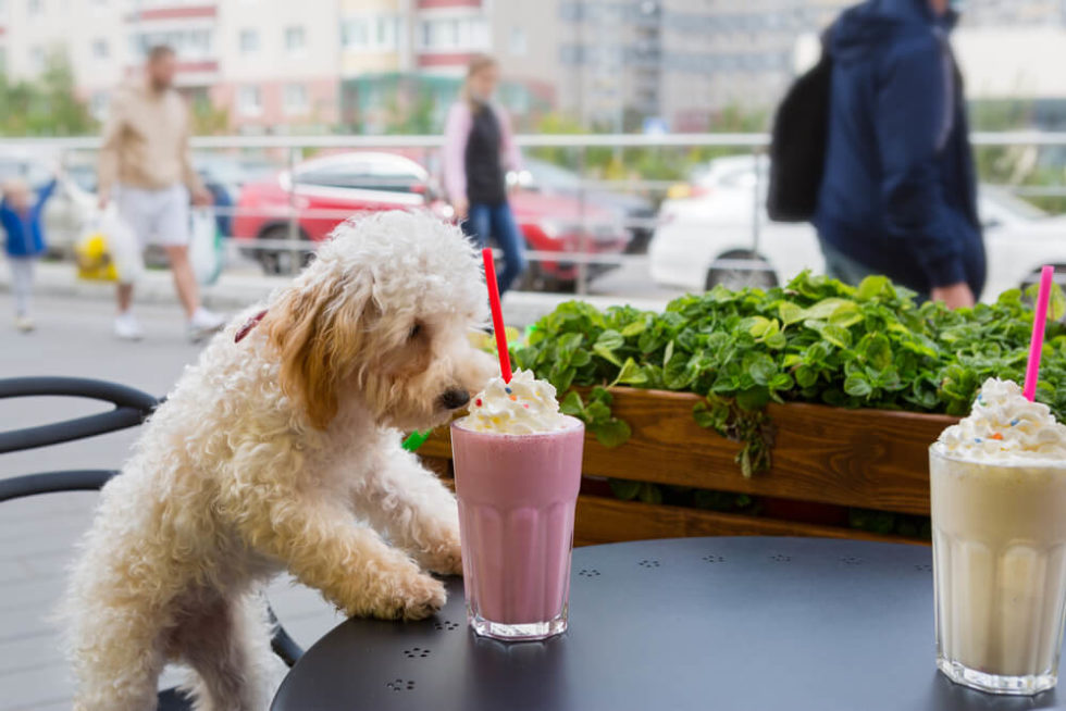 Complete List of Dog Cafes in Singapore