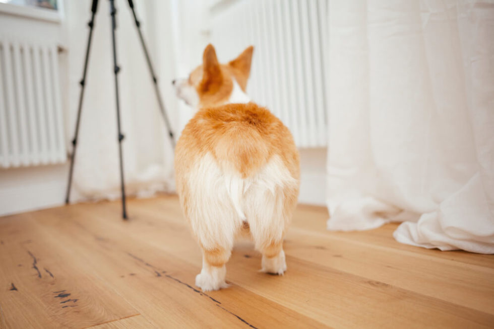 Why Do Some Corgis Have Long Tails? The Truth About Corgis