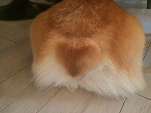 Why Do Some Corgis Have Long Tails? The Truth About Corgis