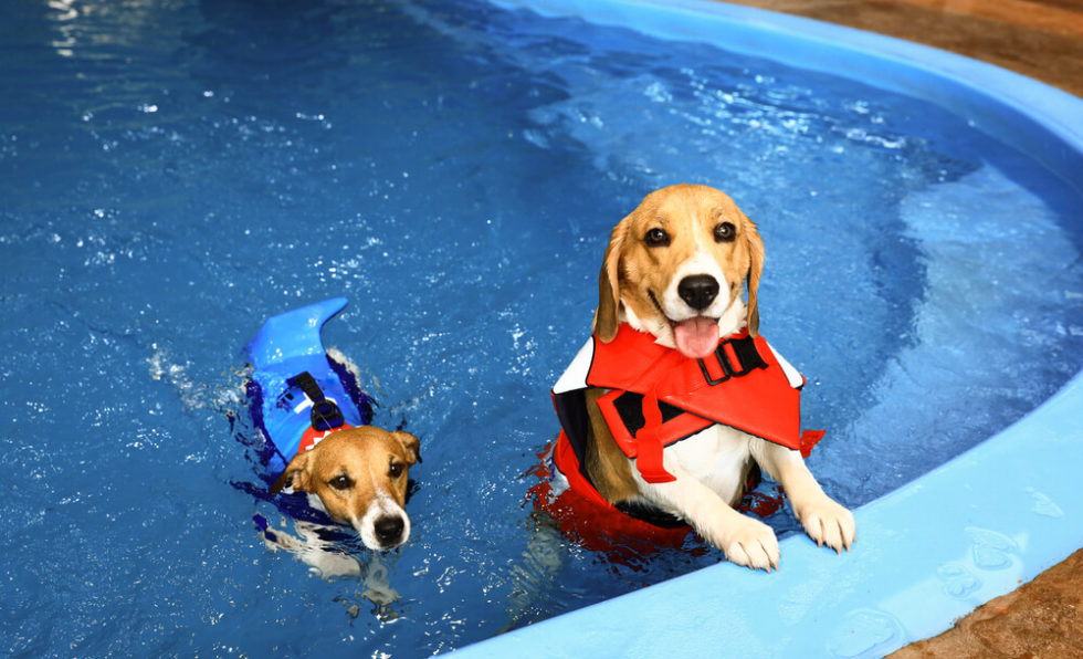 Dog Swimming Pools in Singapore For Dogs That Love Water