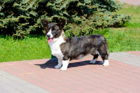 Why Do Some Corgis Have Long Tails? The Truth About Corgis