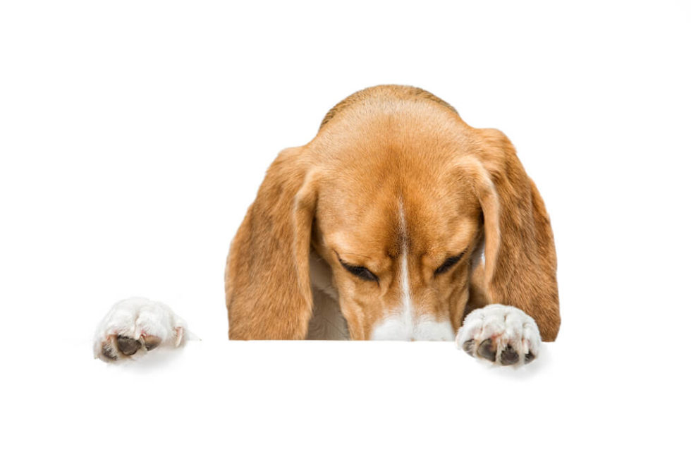 5 Reasons Why Your Dog Smells So Bad - What to Do About It?