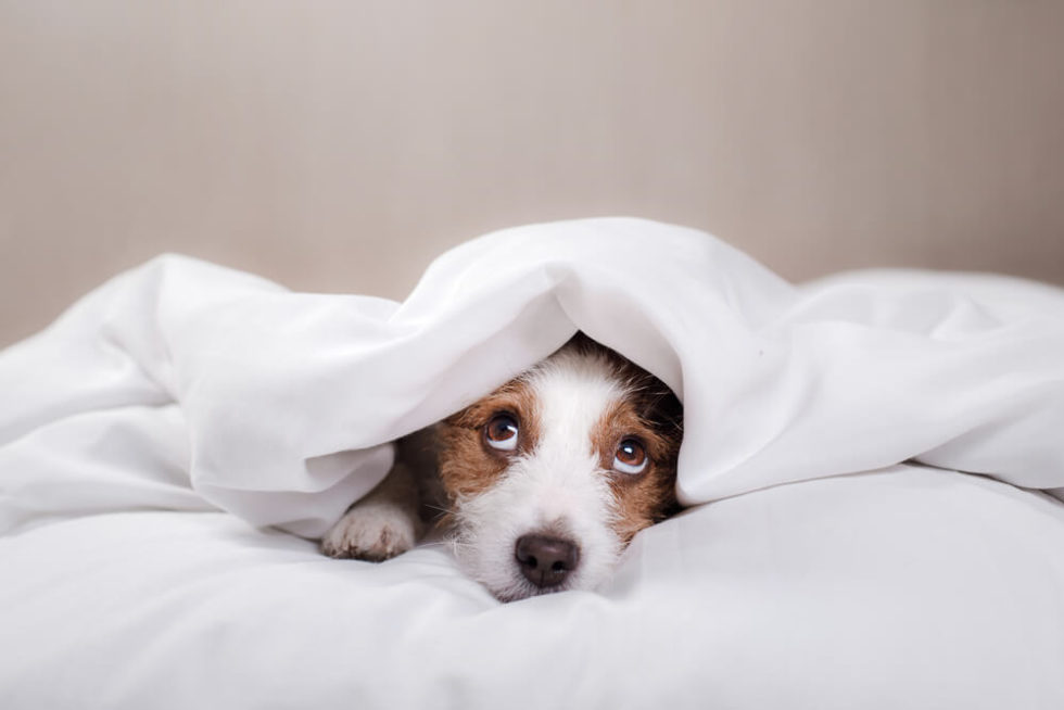 What To Do If Your Dog Has Hiccups? - May 2021