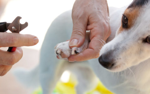 What to Do if Your Dog's Nail Has Ripped Off?