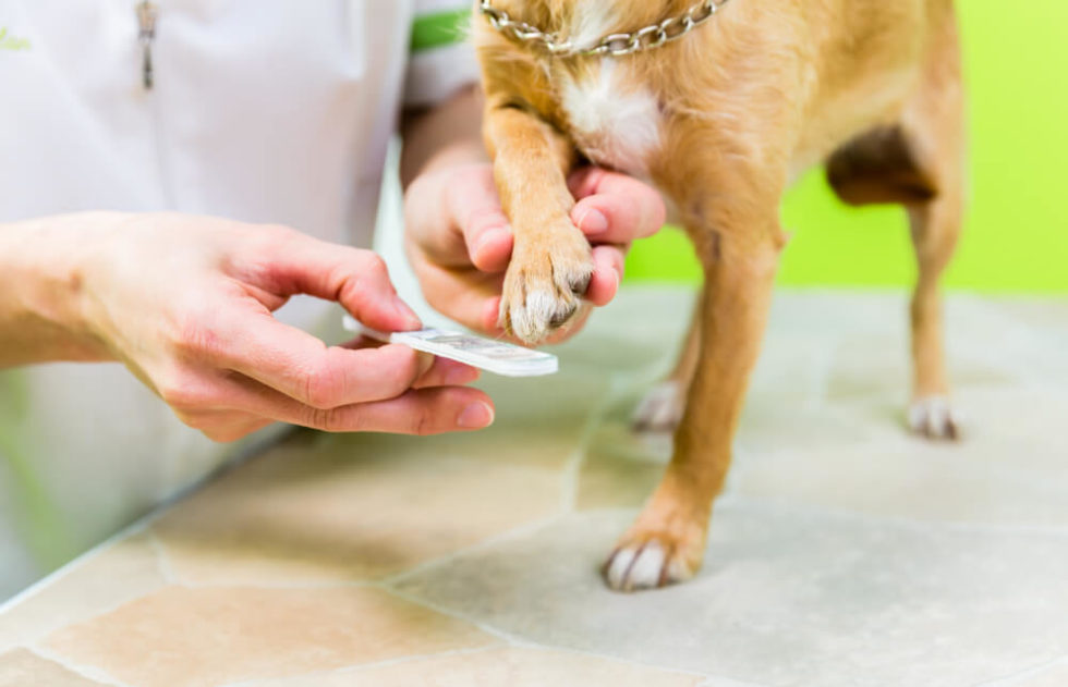 What to Do if Your Dog's Nail Has Ripped Off?