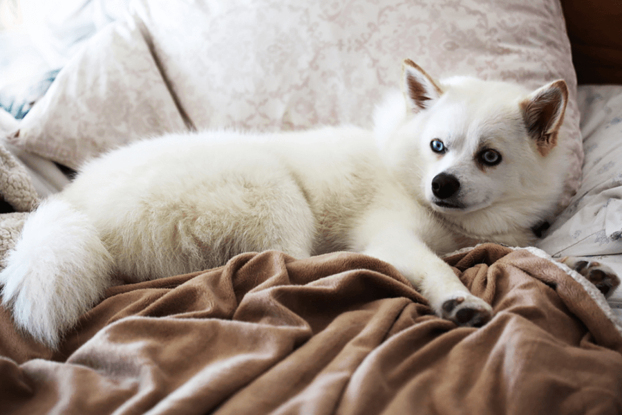 Cute Pomsky Puppies For Sale In SG (September 2025 Updated)